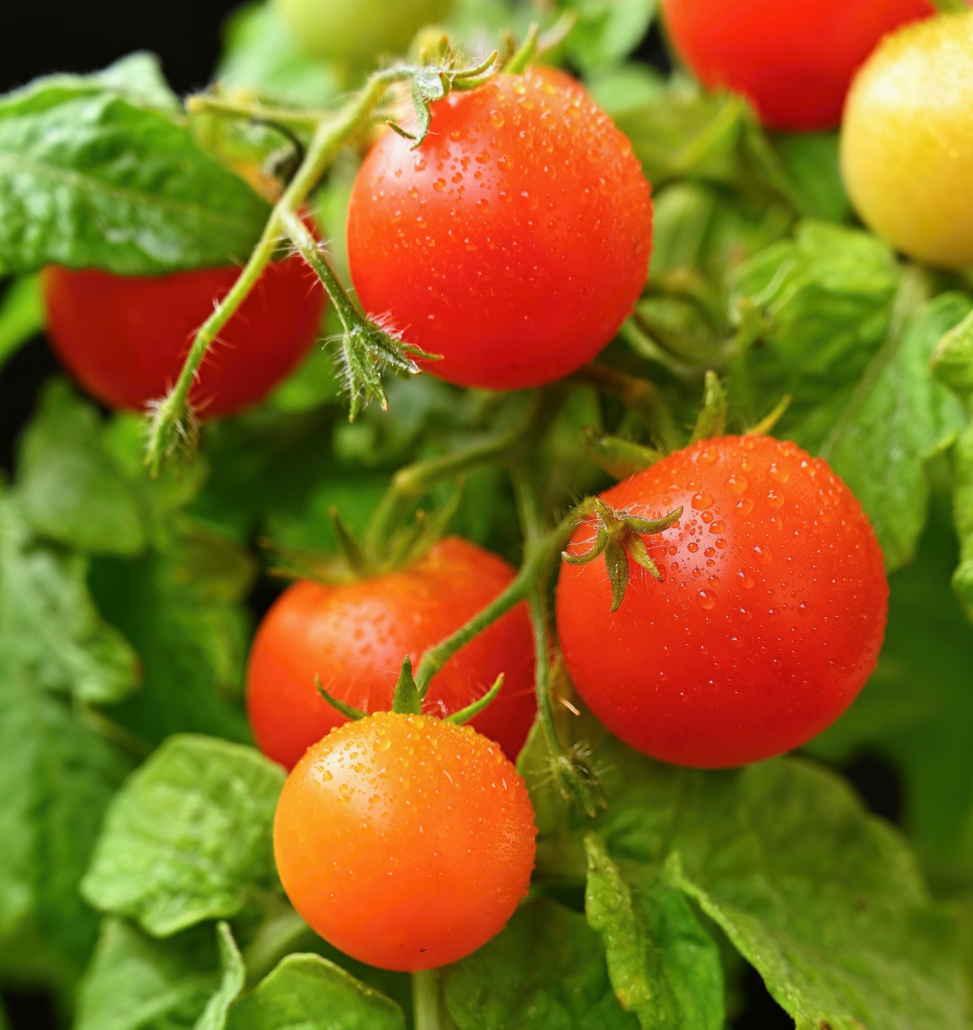 AGRO K NEBRIX - LEBRIQUIM S.L.